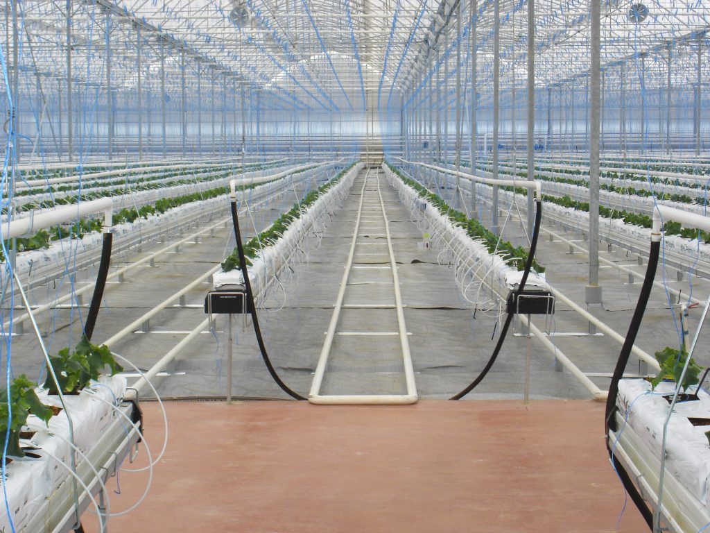 Invernaderos multitúnel equipados para la producción de tomate ...