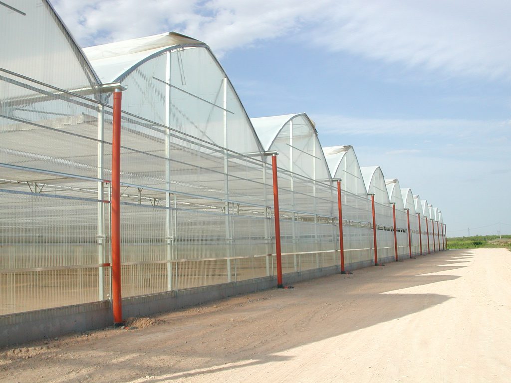 Hydroponic Cherry Tomato – Agritech